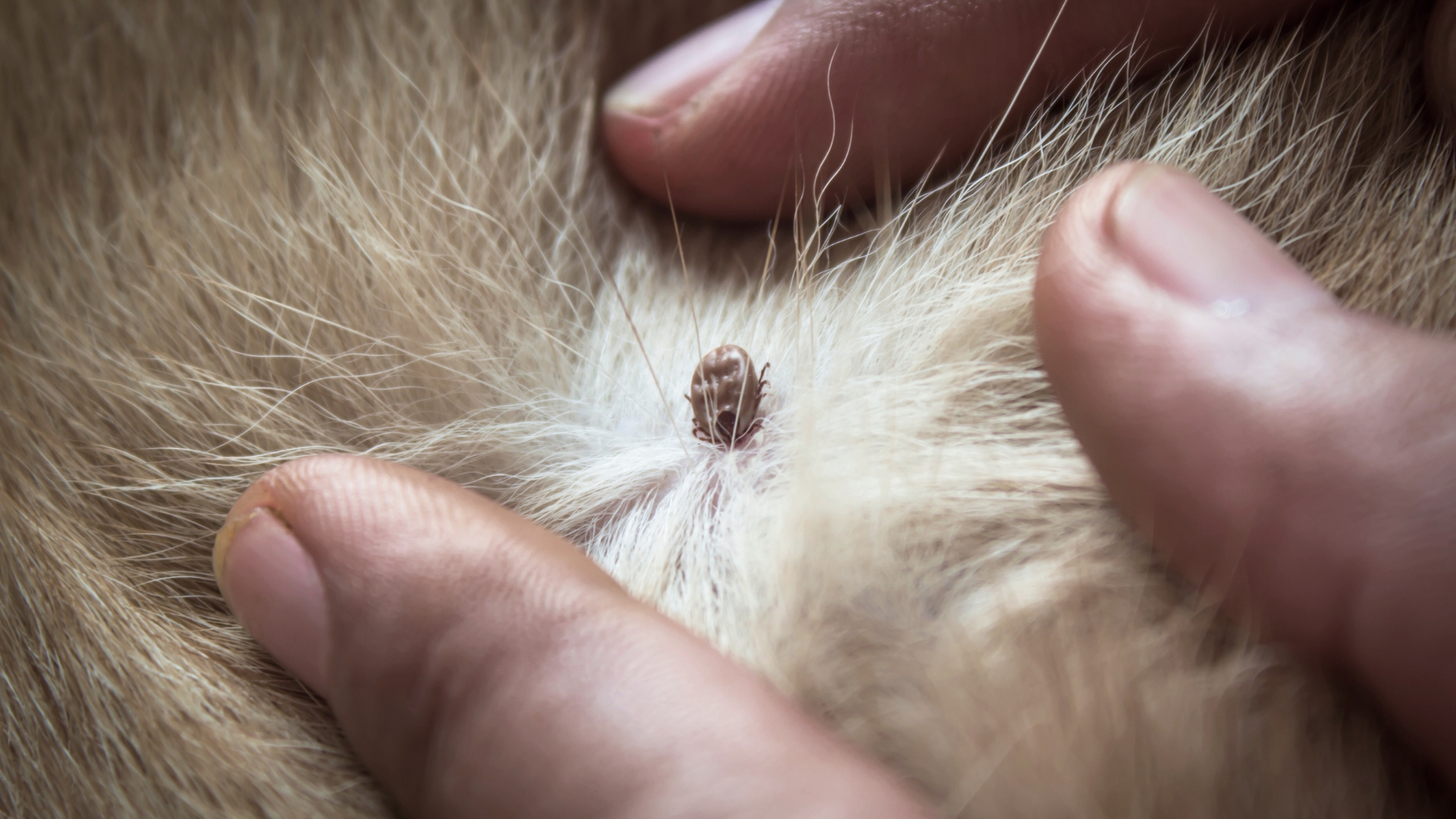 Paraziti kod pasa - Najčešći problemi i kako ih rešiti - Džeki